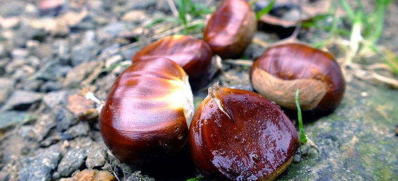 Kostanj - Motorsport-salon.si